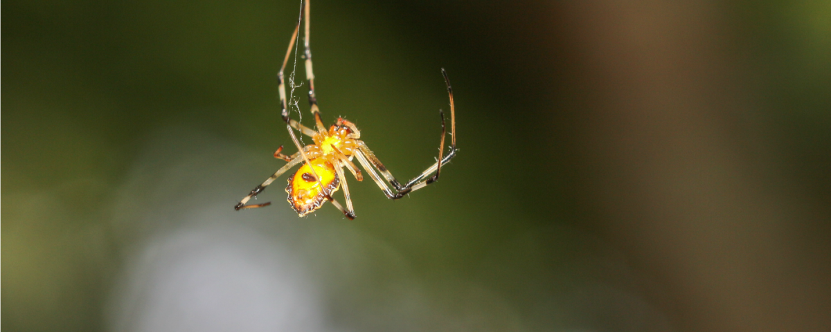 How to Get Rid of Spider | Natural Way to Control Spider