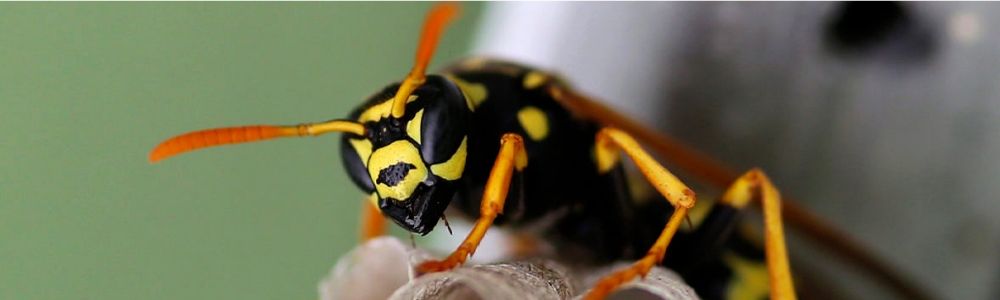 Wasp Control Services in Perth | Call: (08) 7099 0527