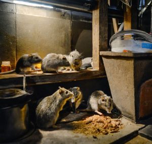 Rodent Control - Pest Control Perth