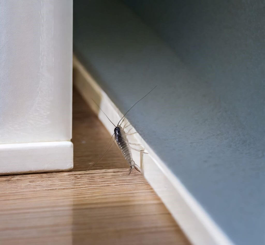 Silverfish Control - Pest Control Perth