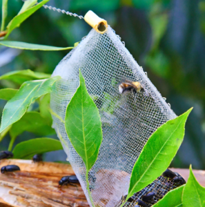 Commercial Pest Control - Pest Control Perth